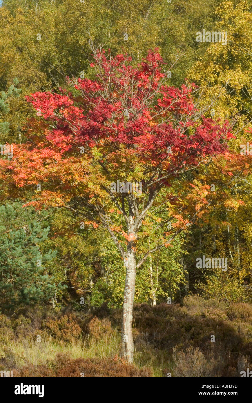 Rowan tree in autumn hi-res stock photography and images - Alamy
