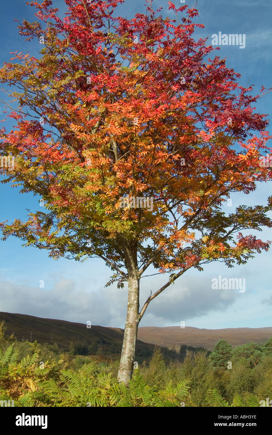 Rowan tree in Autumn colours Little Loch Broon Braemore Junction near ...