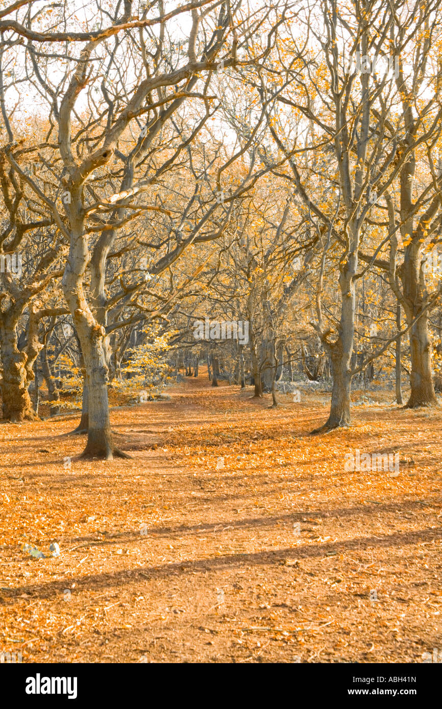 Moushold Heath paths Stock Photo - Alamy