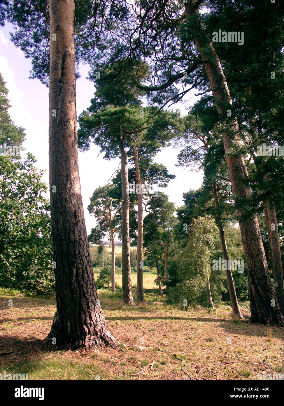 Sunshine Tall Trees and Shadows RSPB Sandy Bedfordshire Stock Photo - Alamy