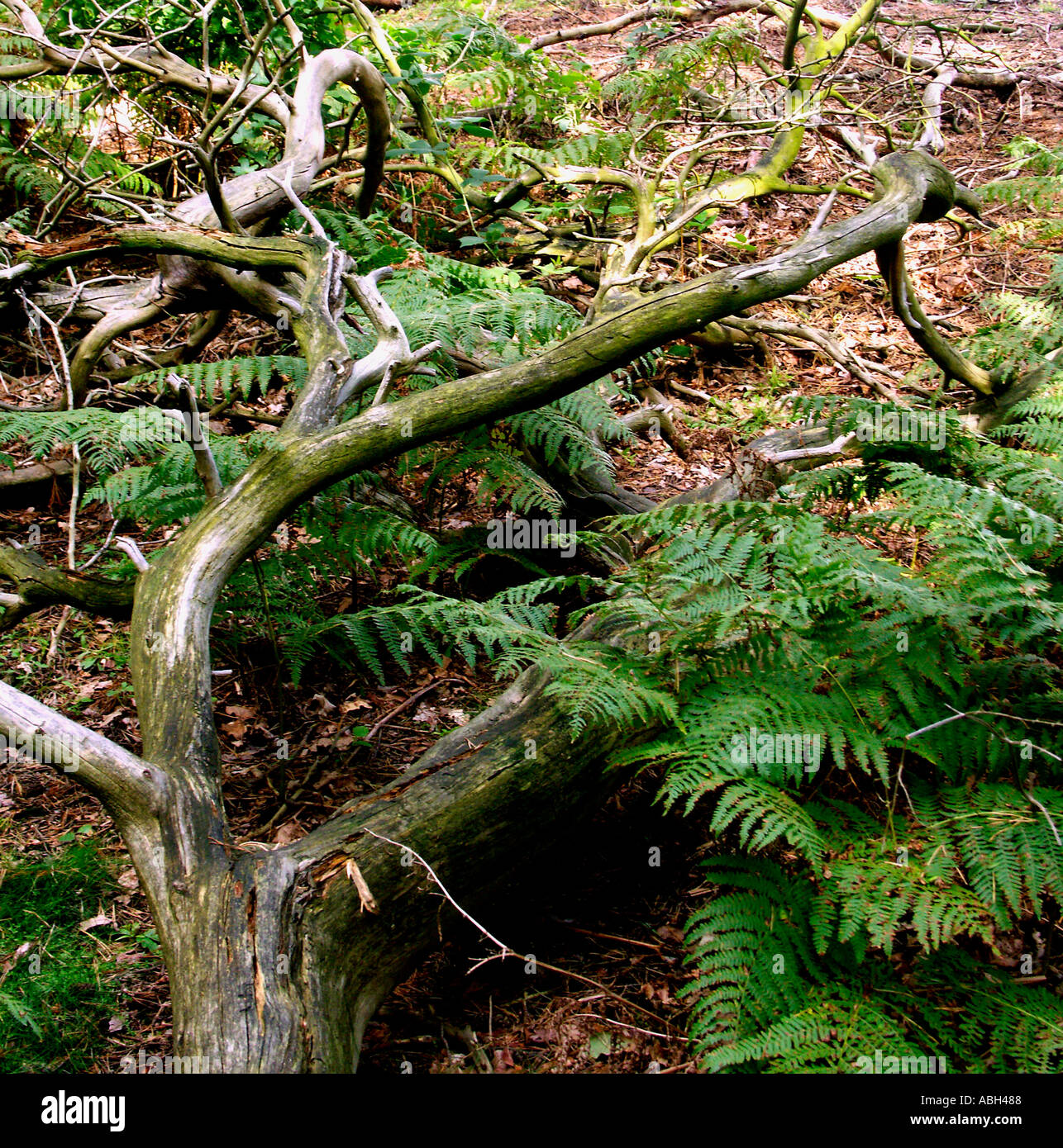 Dead wood hi-res stock photography and images - Alamy