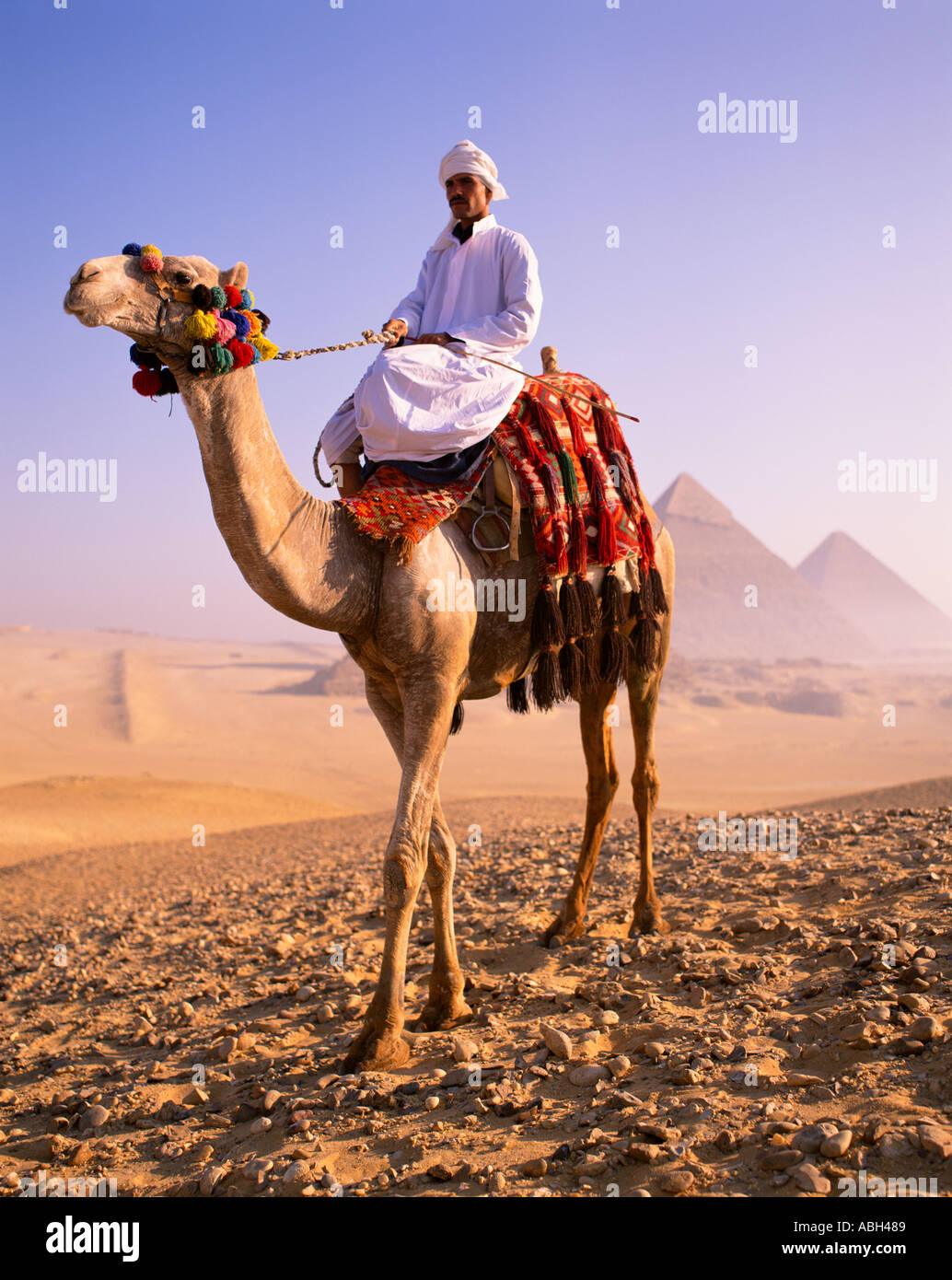 Camel Rider and great Pyramids Stock Photo - Alamy