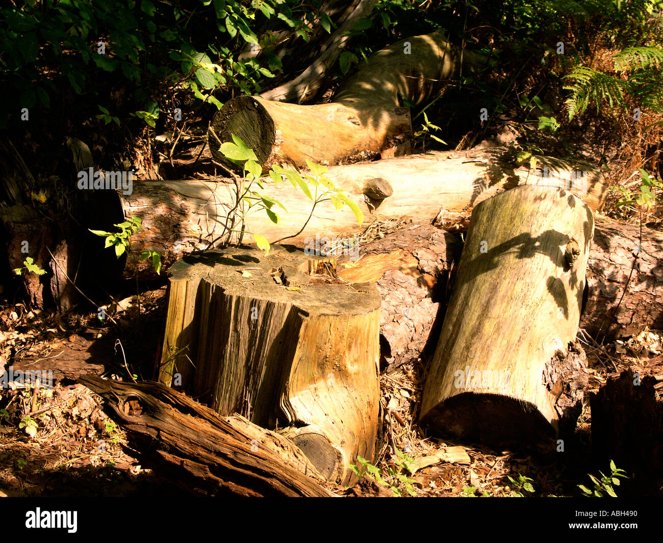 Rspb sandy bedfordshire hi-res stock photography and images - Alamy