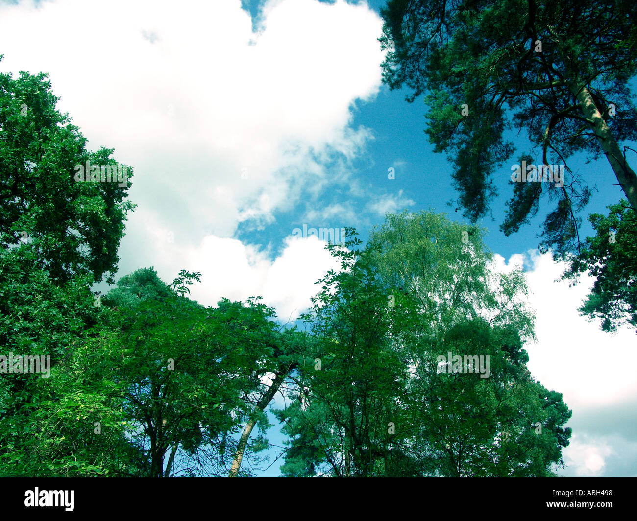 Tree Tops Blue Sky and White Clouds RSPB Sandy Bedfordshire Stock Photo ...