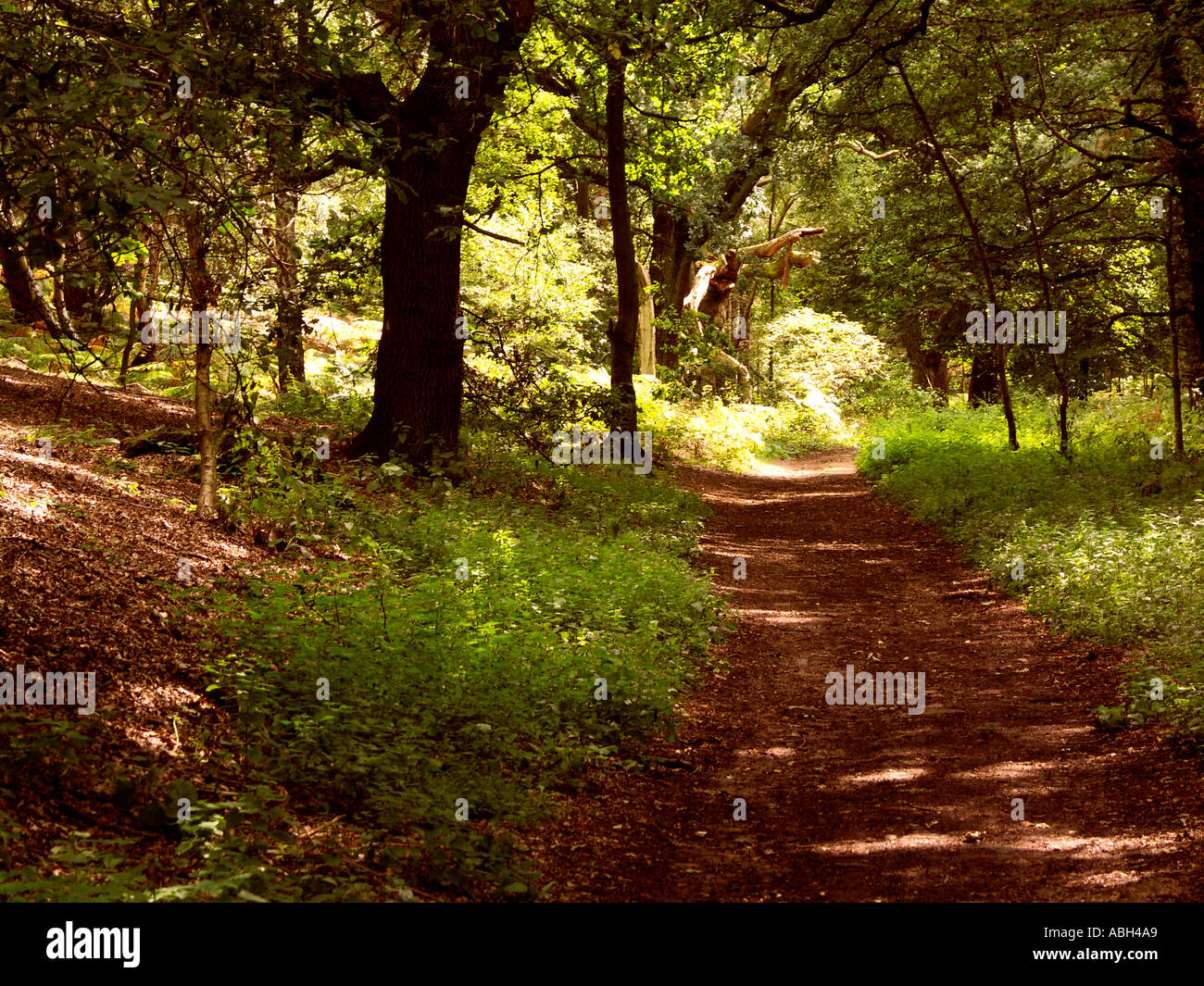Sunshine through Trees RSPB Sandy Bedfordshire Stock Photo - Alamy