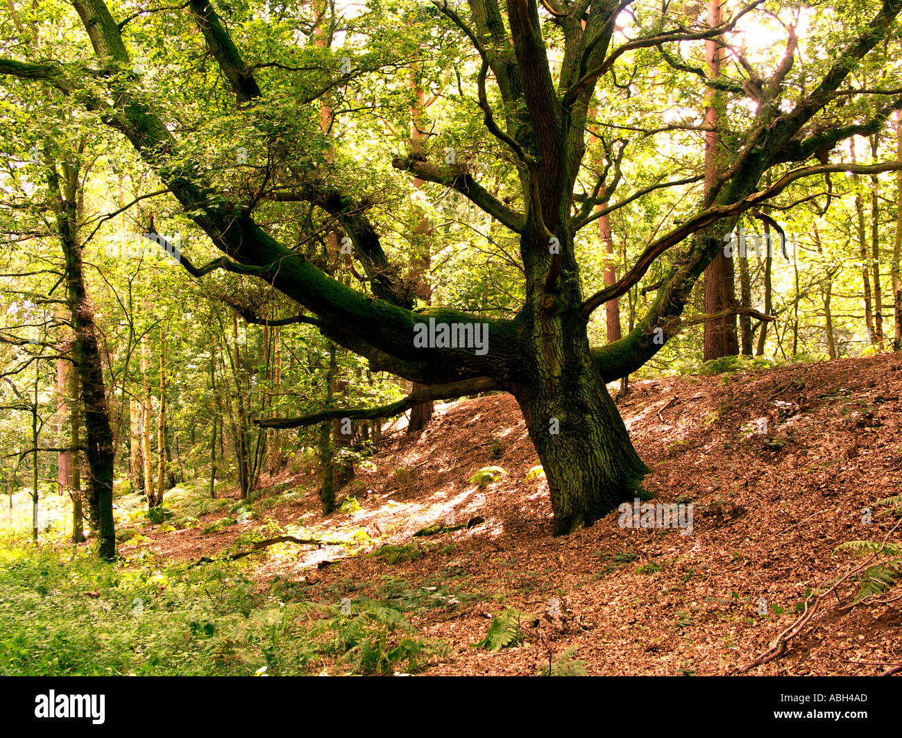 Sunshine through Trees RSPB Sandy Bedfordshire Stock Photo - Alamy