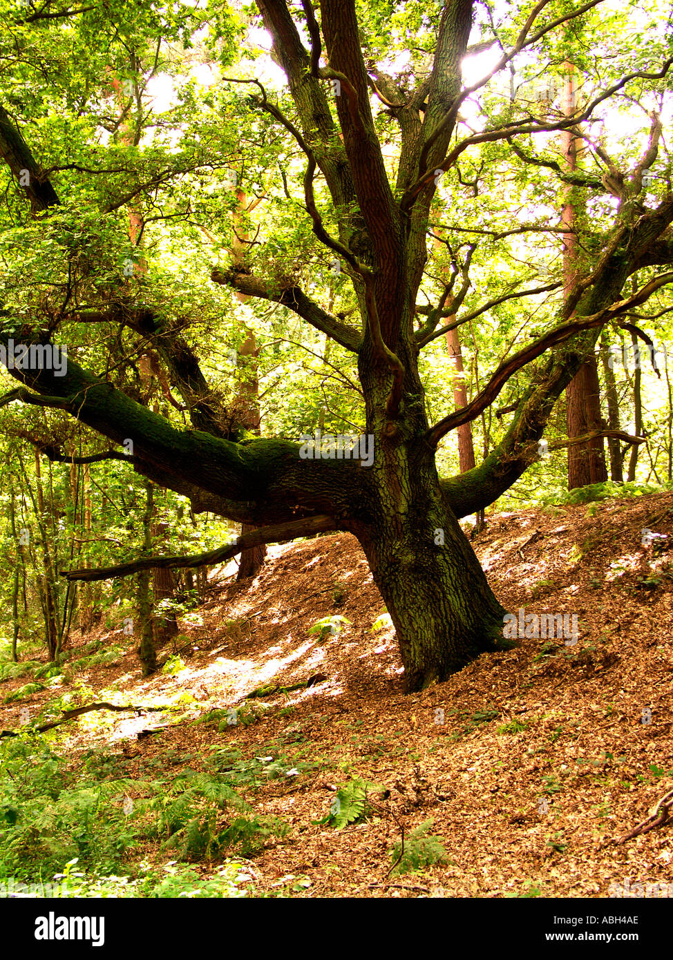 Sunshine through Trees RSPB Sandy Bedfordshire Stock Photo - Alamy