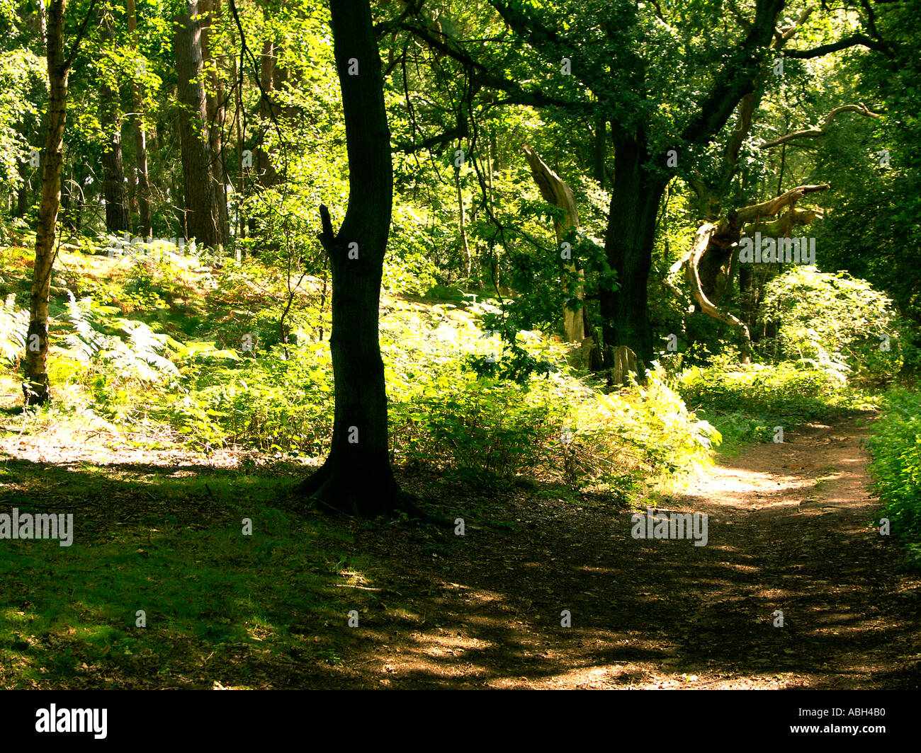 Sunshine and Shadows through Trees RSPB Sandy Bedfordshire Stock Photo ...