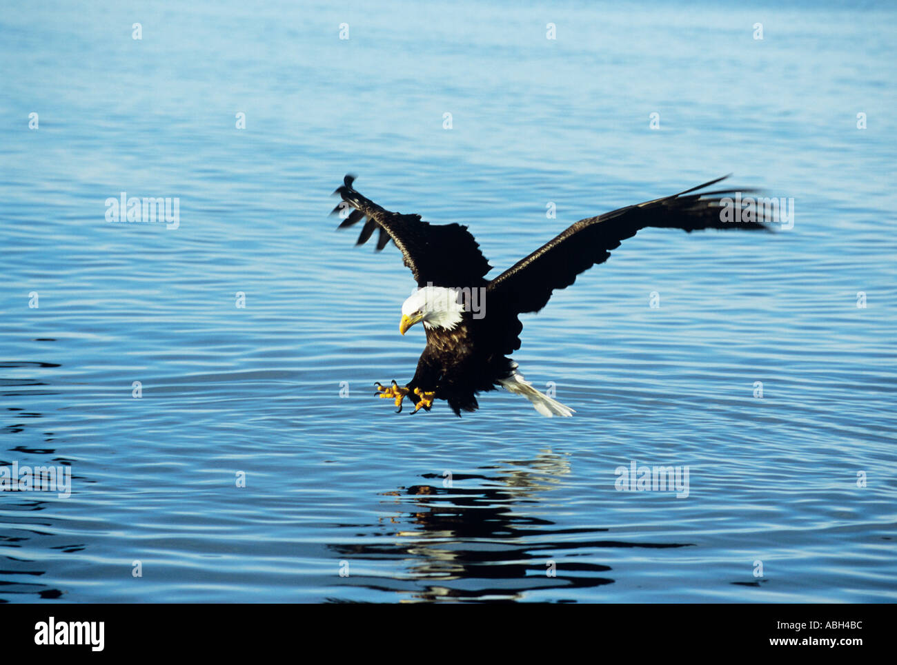 Swooping Eagle High Resolution Stock Photography and Images - Alamy
