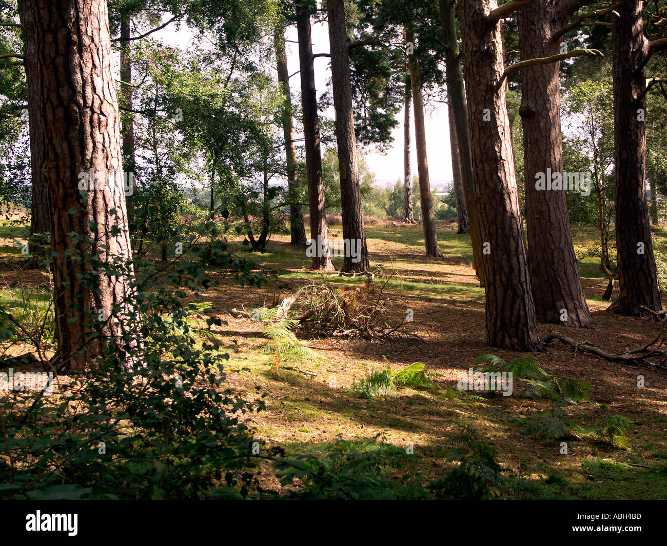 Rspb sandy bedfordshire hi-res stock photography and images - Alamy