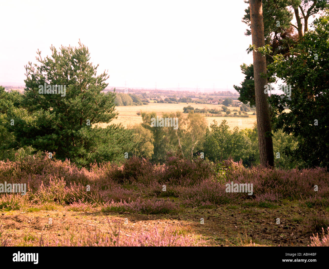 Sunshine Trees Shadows RSPB Sandy Bedfordshire Stock Photo - Alamy