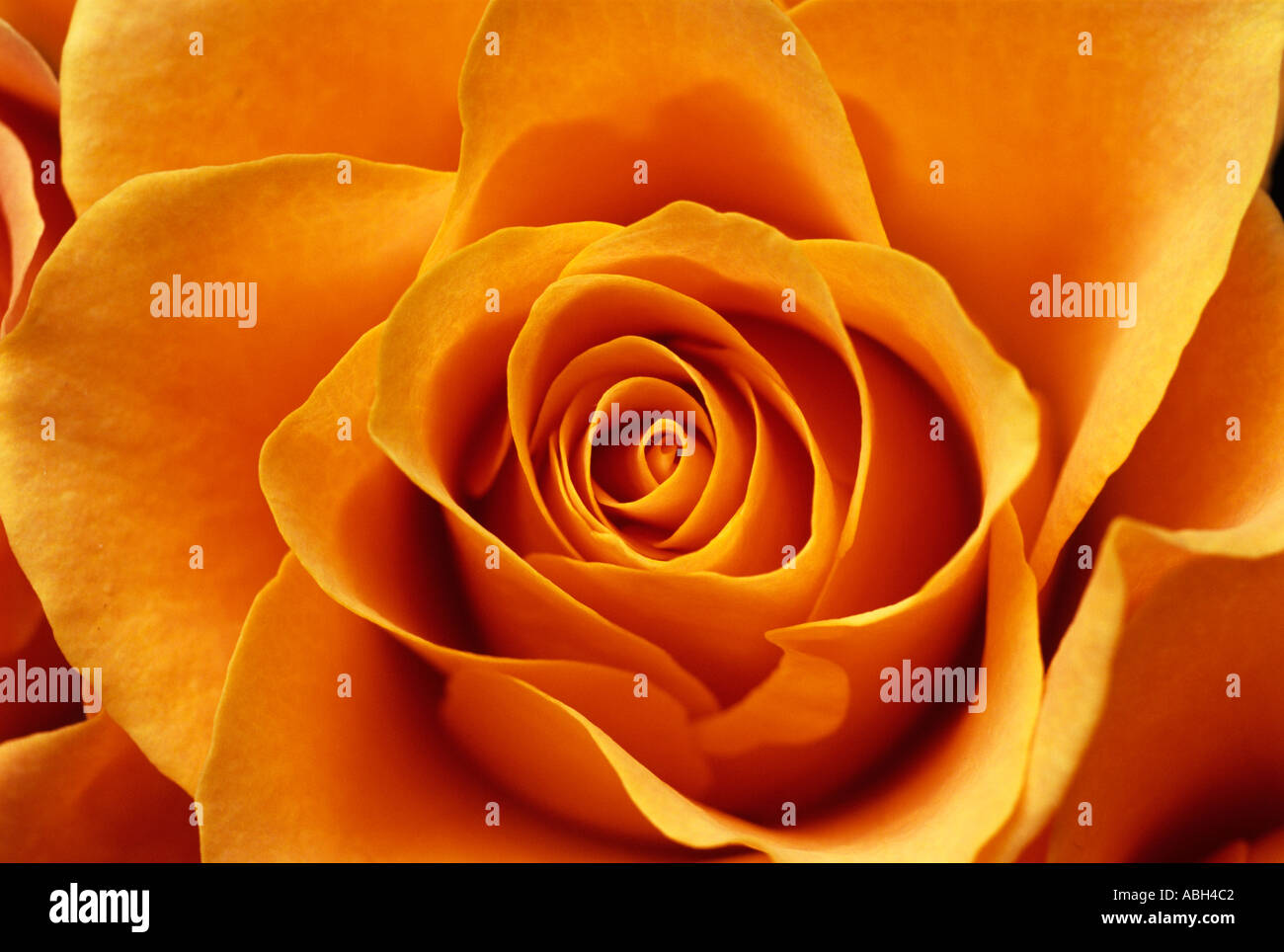 Rose orange colour close hi-res stock photography and images - Alamy