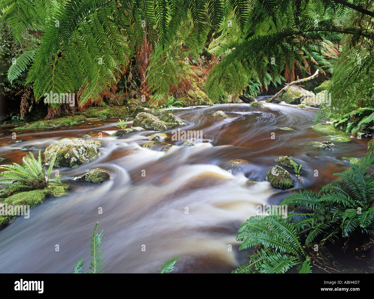 Tree ferns in subtropical rainforest hi-res stock photography and ...