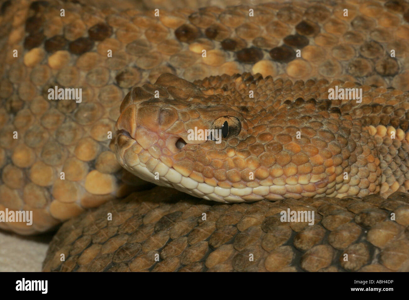 Aruba Island Rattlesnake High Resolution Stock Photography and Images ...