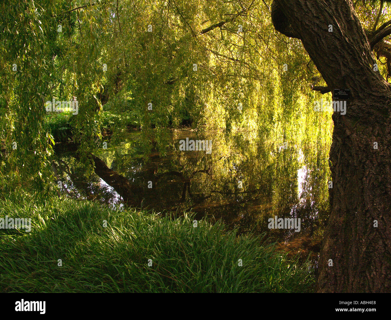Sun through Trees over Water Cambridge University Botanic Gardens Stock ...