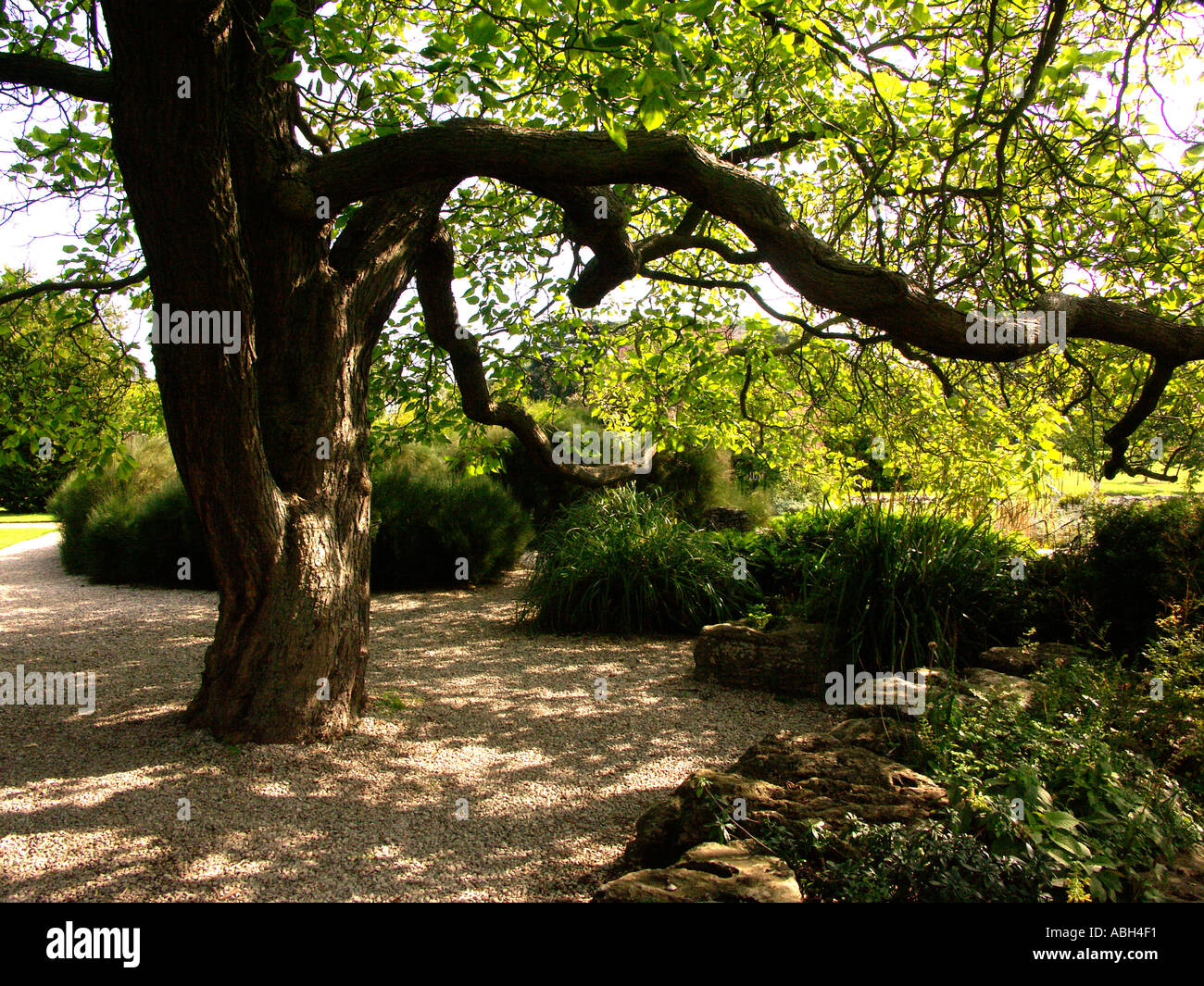 Sunshine through Trees Cambridge University Botanic Gardens Stock Photo ...