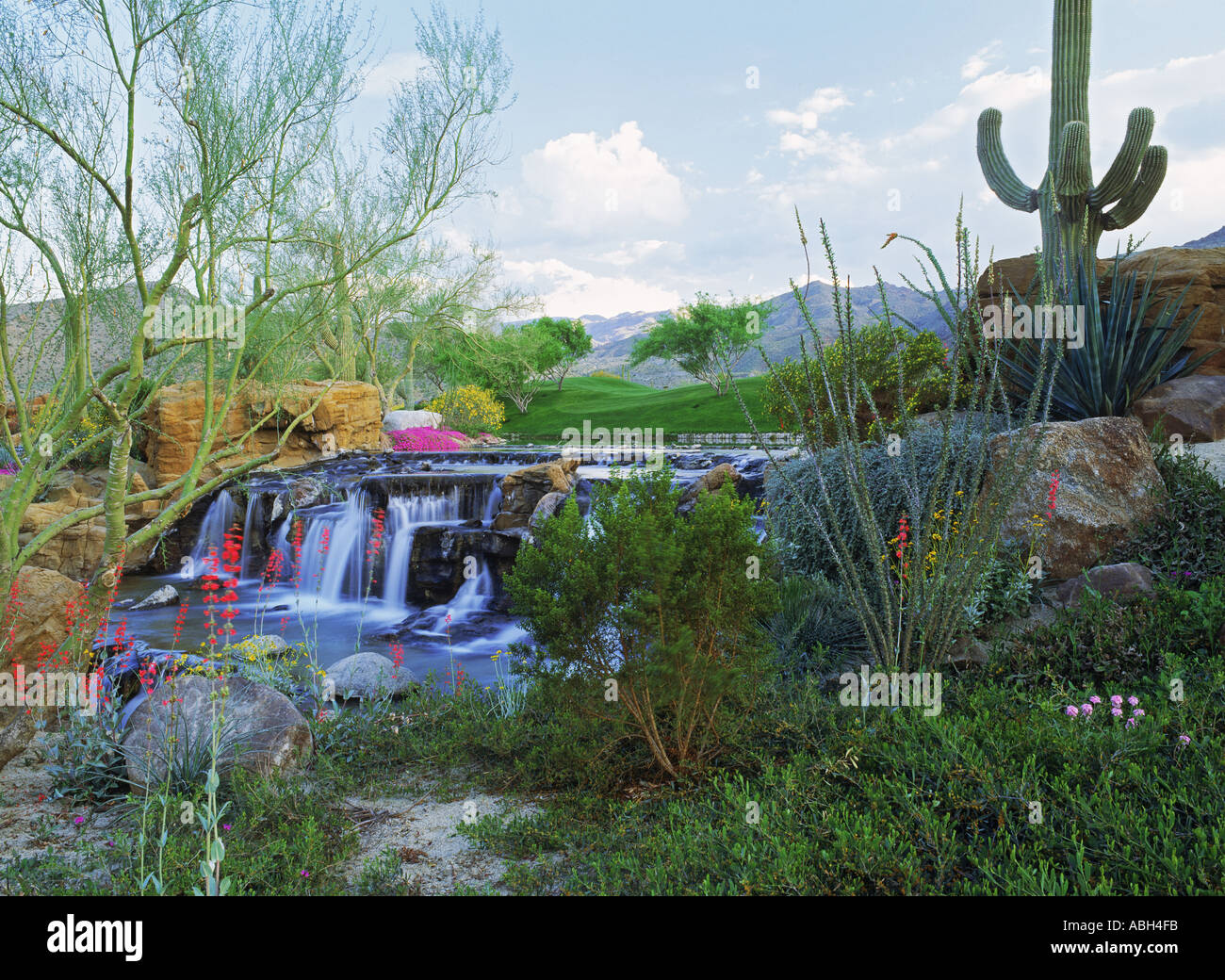Palm springs spring flowers in desert hi-res stock photography and ...