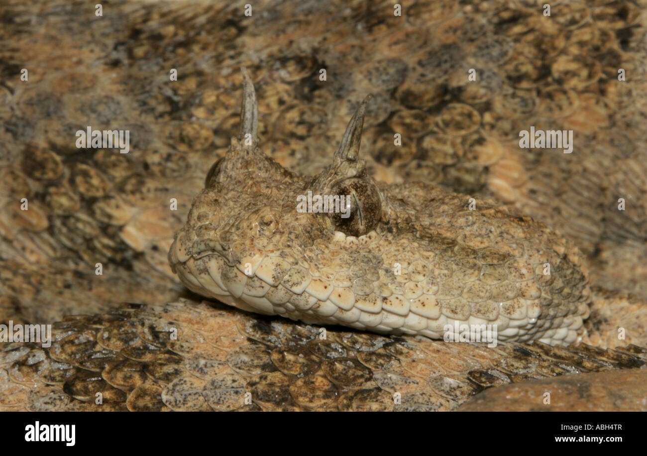 Desert horned viper hi-res stock photography and images - Alamy