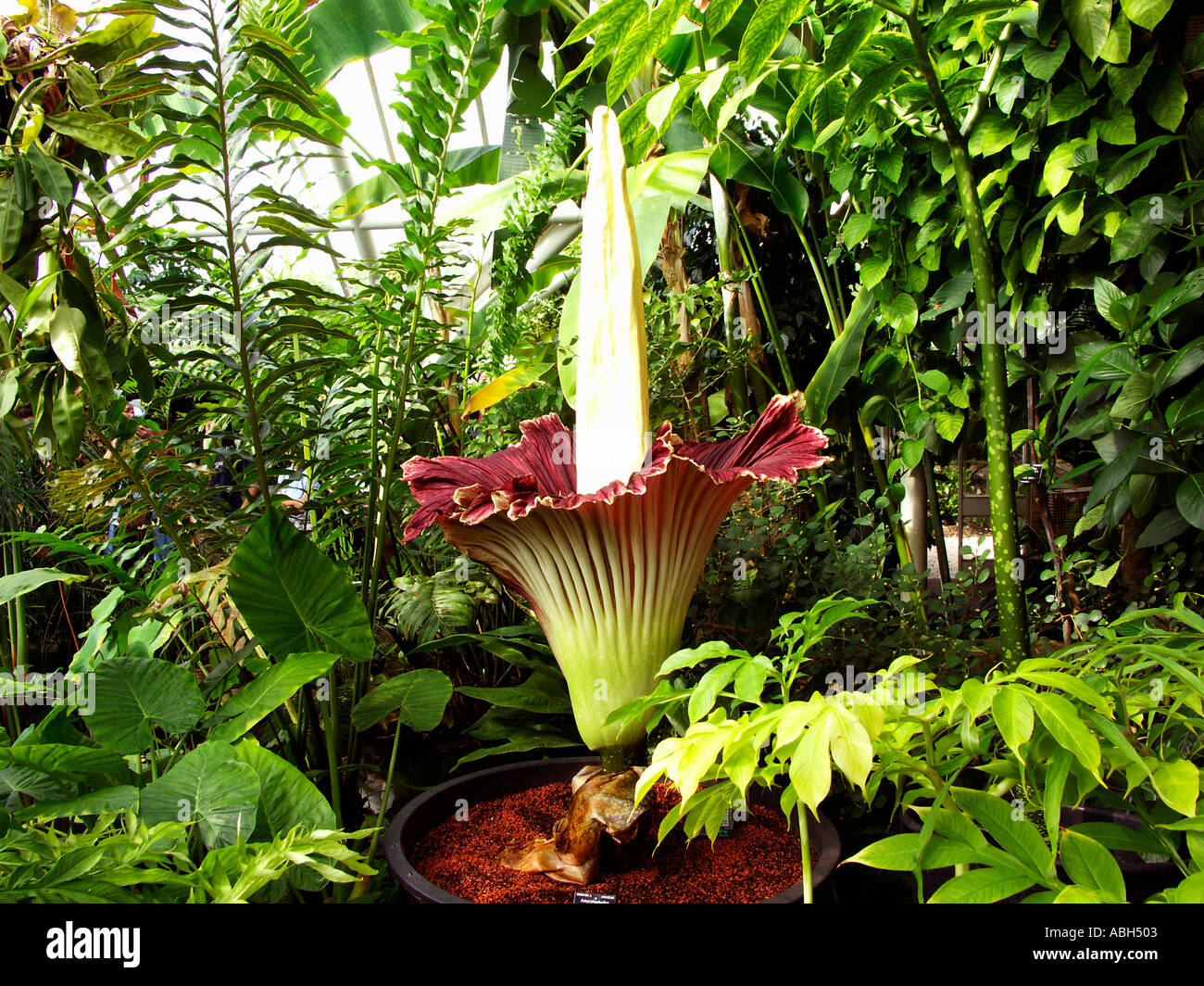 The Titan Arum Amorphophallus titanum Giant Flower Stock Photo - Alamy