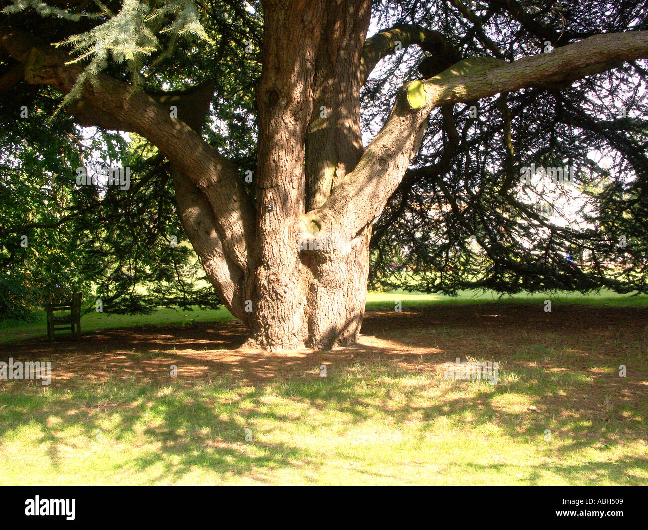 Sunshine Tree and Shadows at Cambridge University Botanic Gardens Stock ...