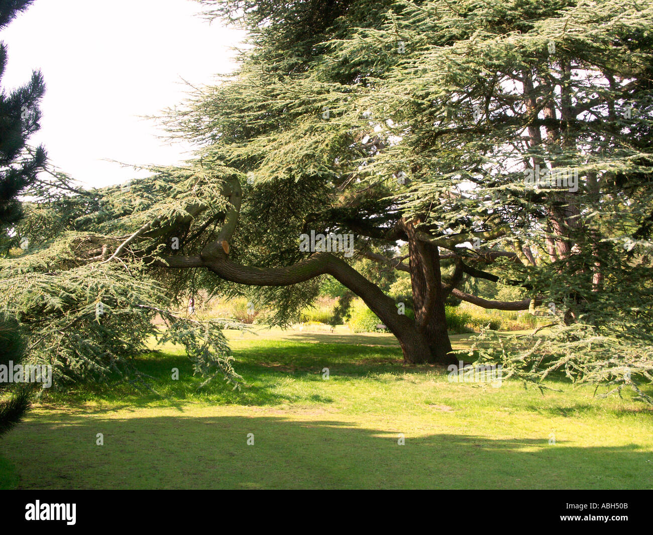 Sunshine Trees and Shadows at Cambridge University Botanic Gardens ...