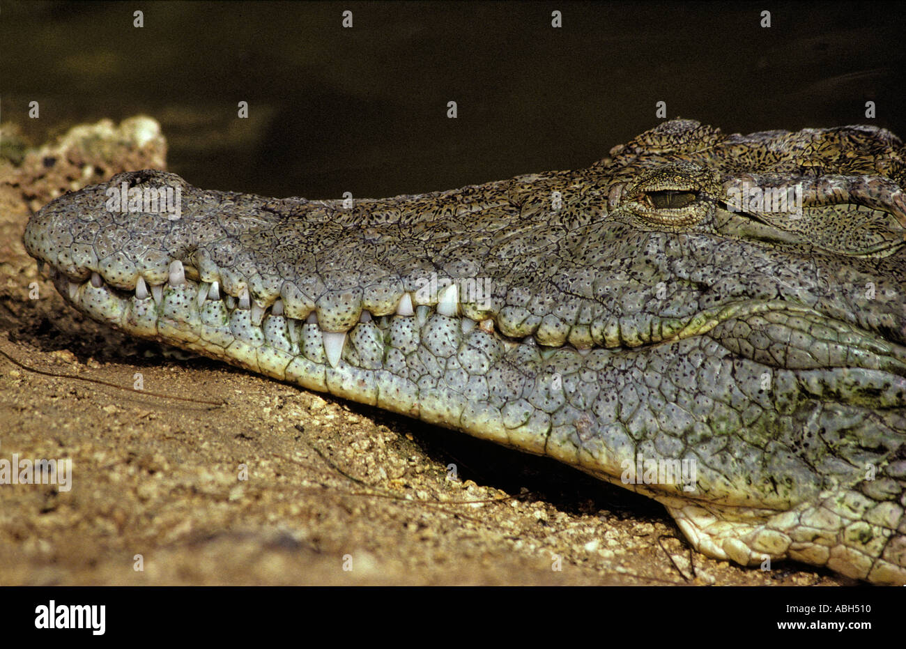 Nile crocodile (Crocodylus niloticus) close up, jaws clenched, one eye ...
