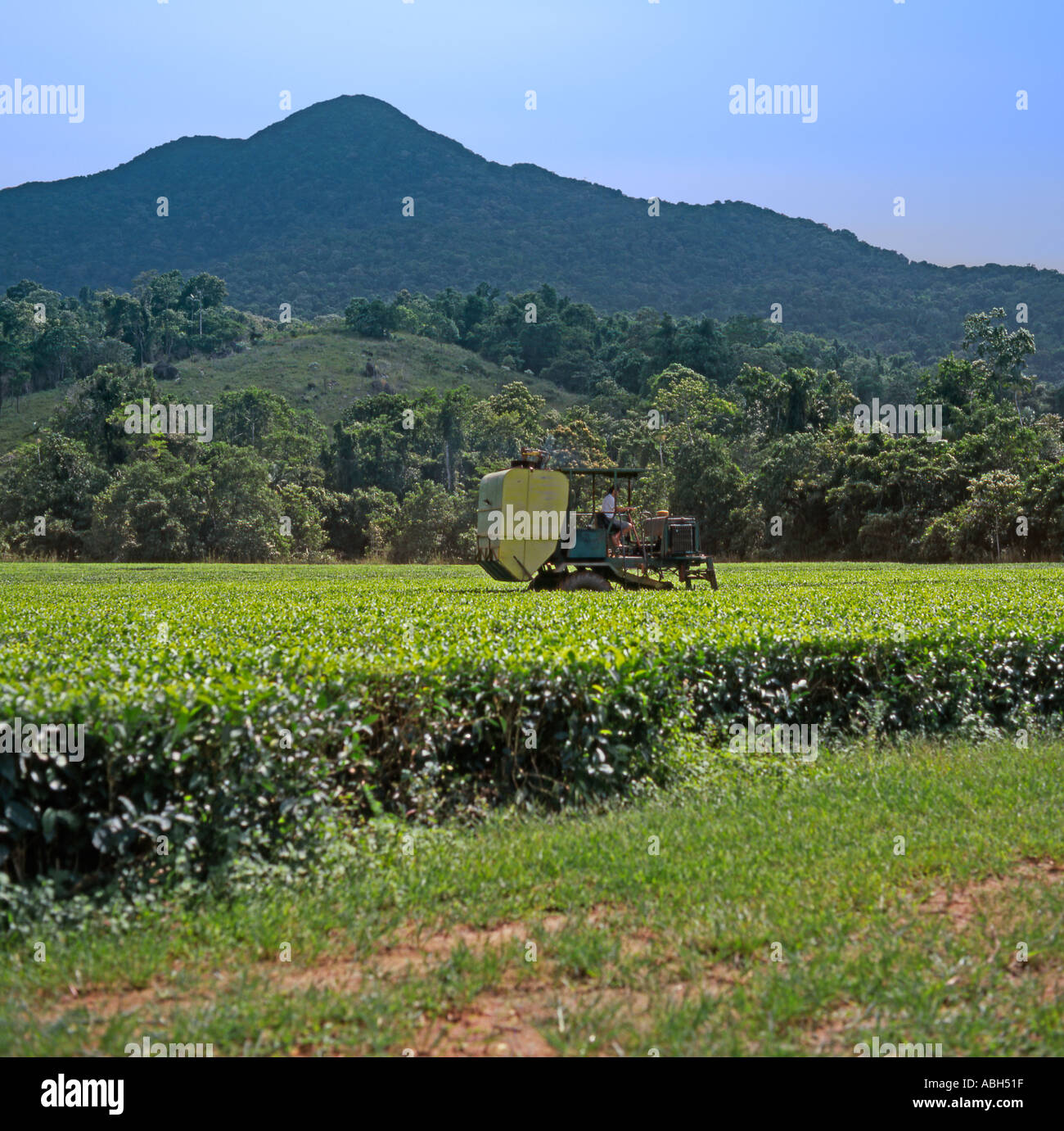 Tea plantation in Mauritus including tractor with rear collector, tea ...