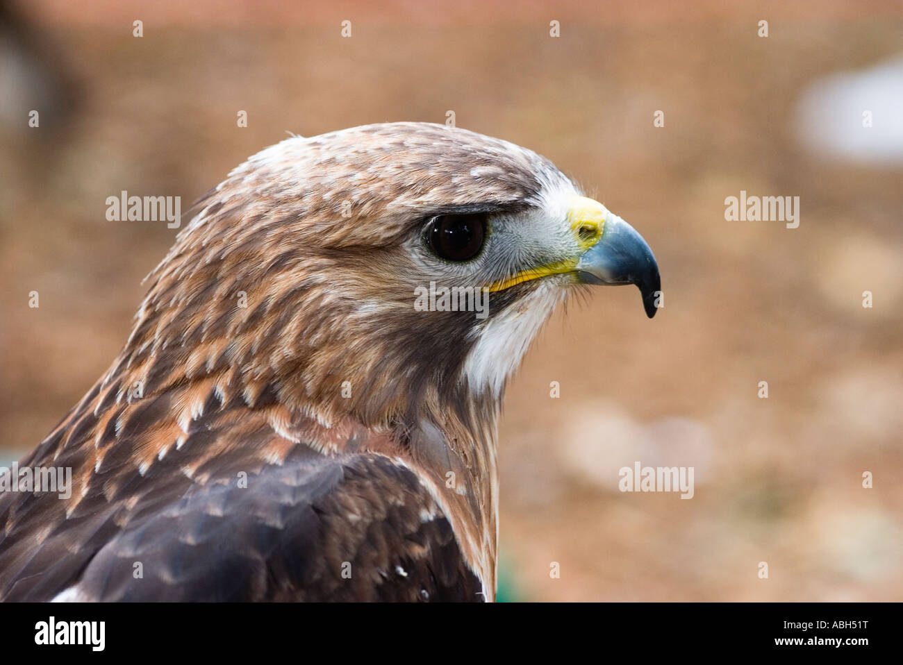 Red Tailed Buzzard Buteo Jamaicensis Stock Photo - Alamy