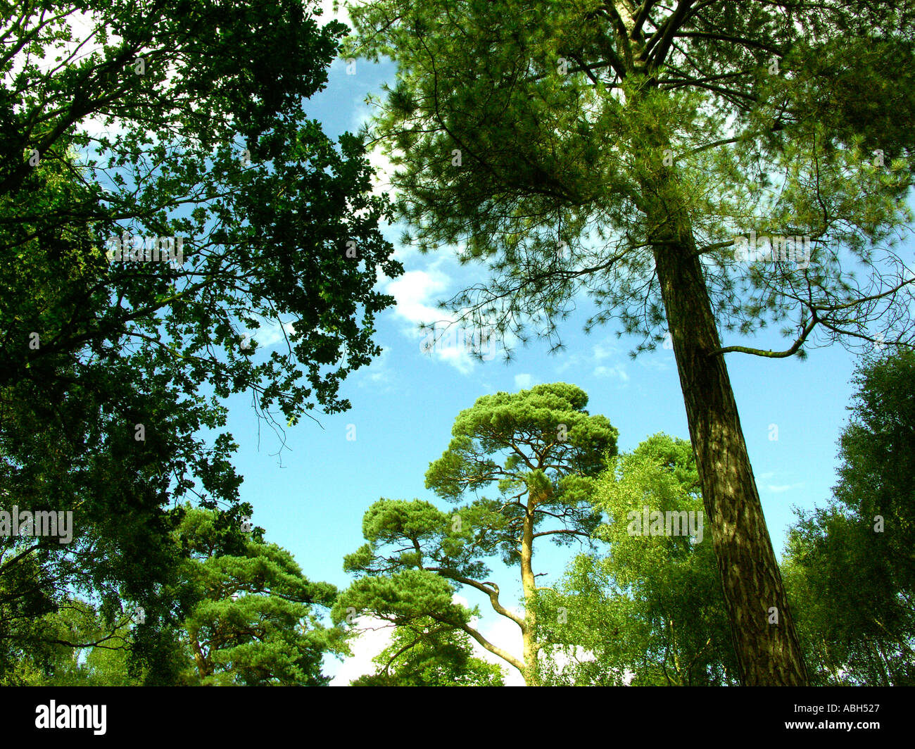 Tall Trees and Blue Sky at RSPB Sandy Bedfordshire Stock Photo - Alamy