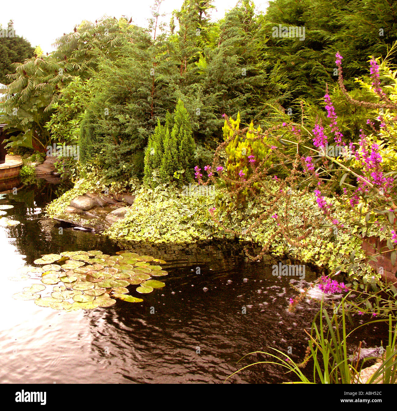 Plants around a Pond Stock Photo - Alamy