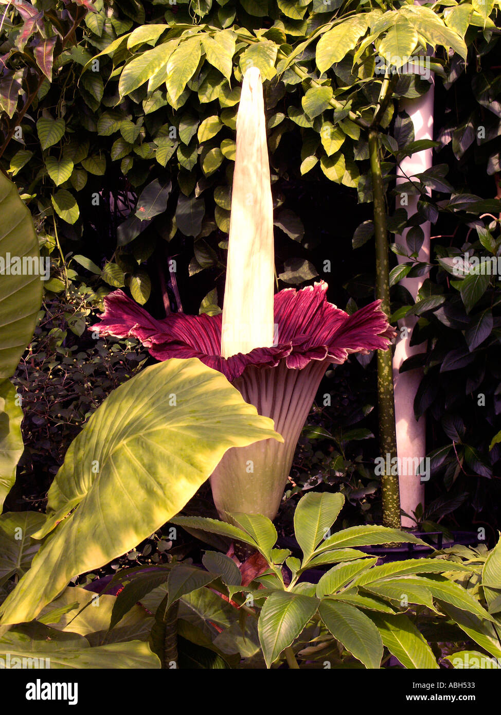 The Titan Arum Amorphophallus titanum a Giant Flower Stock Photo - Alamy