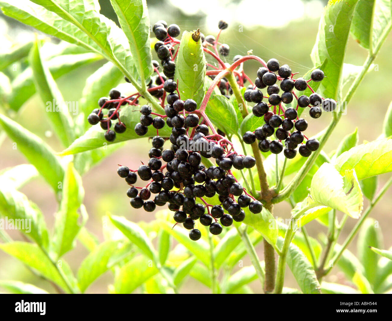 Rspb sandy hi-res stock photography and images - Alamy