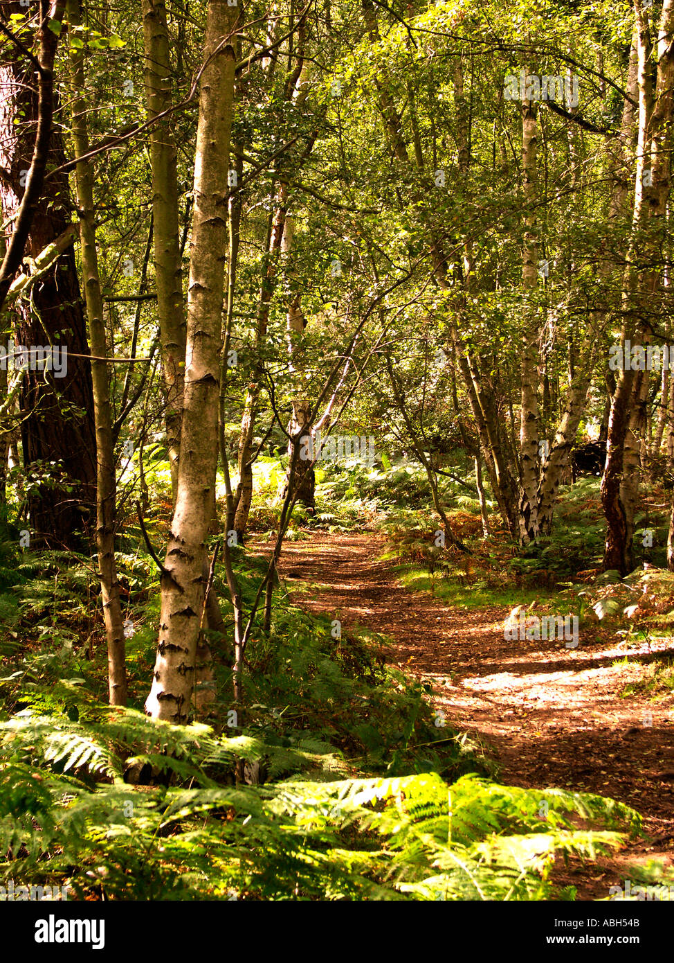Sunshine Trees and Shadows RSPB Sandy Bedfordshire Stock Photo - Alamy
