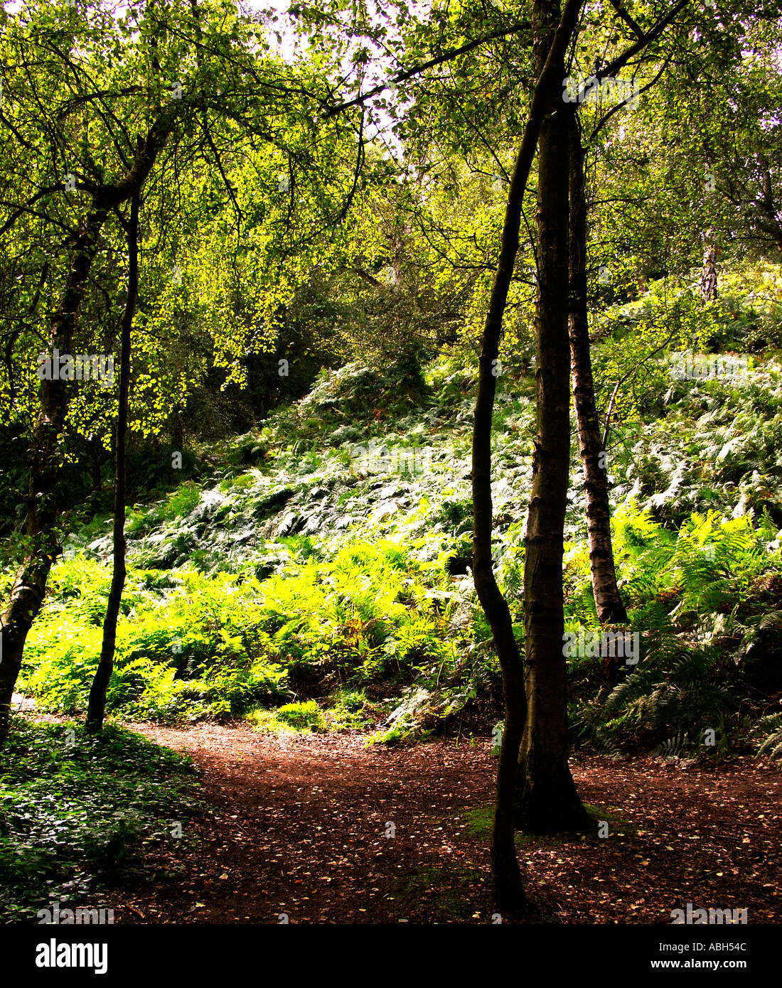 Sunshine Trees Shadows and Ferns RSPB Sandy Bedfordshire Stock Photo ...