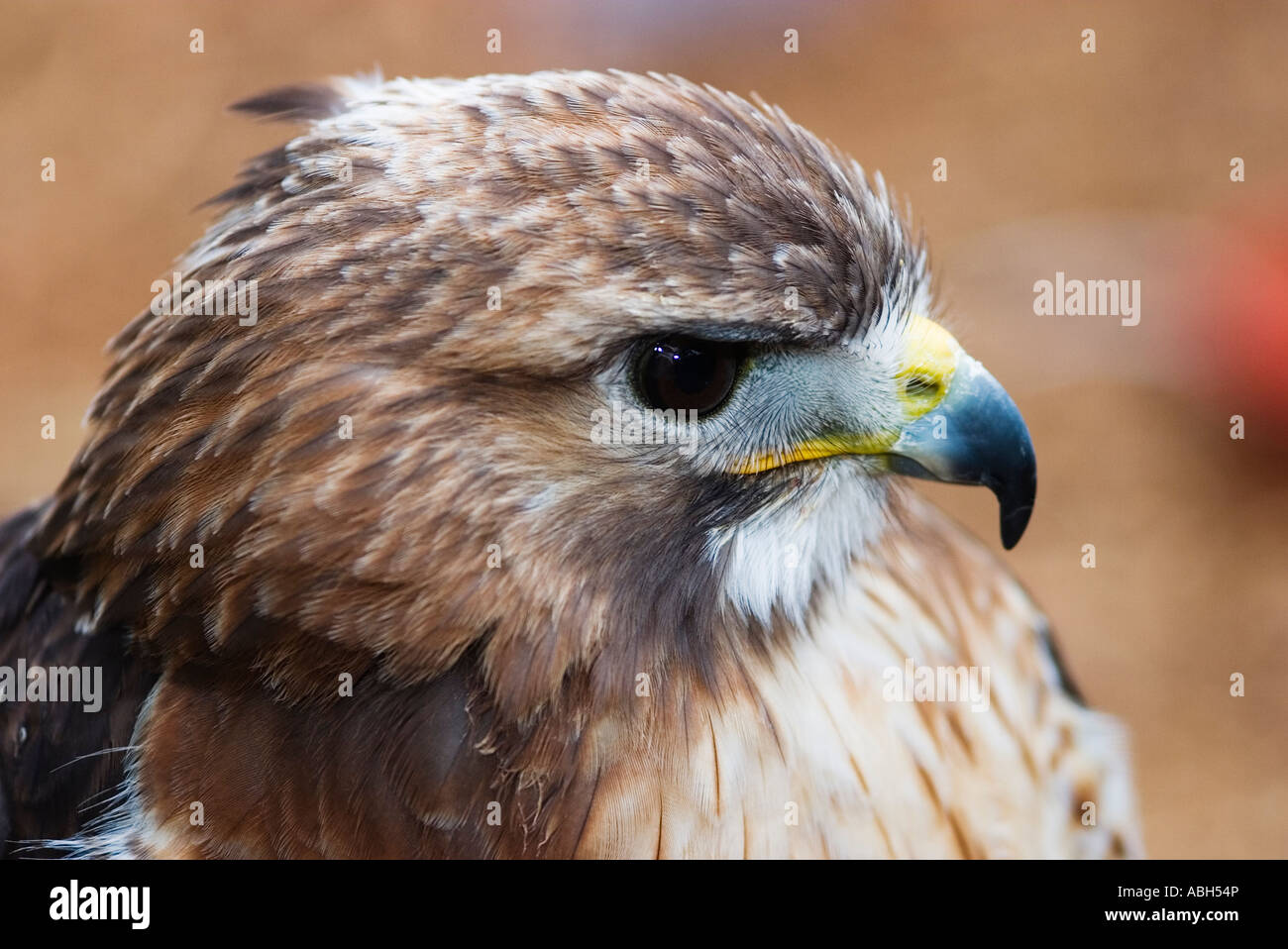 Red Tailed Buzzard Buteo Jamaicensis Stock Photo - Alamy