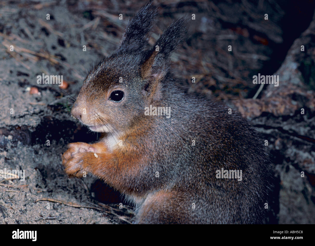 Red squirrel close up showing face Stock Photo - Alamy