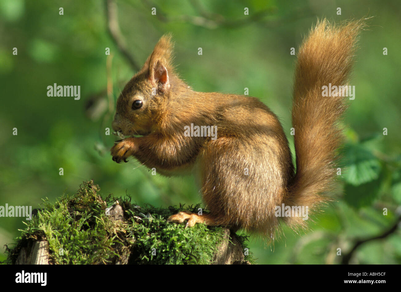 Squirrel whole body hi-res stock photography and images - Alamy