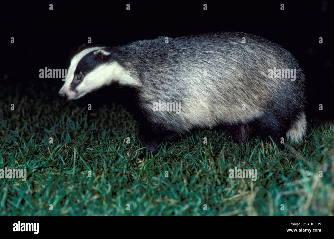 In the night garden hi-res stock photography and images - Alamy