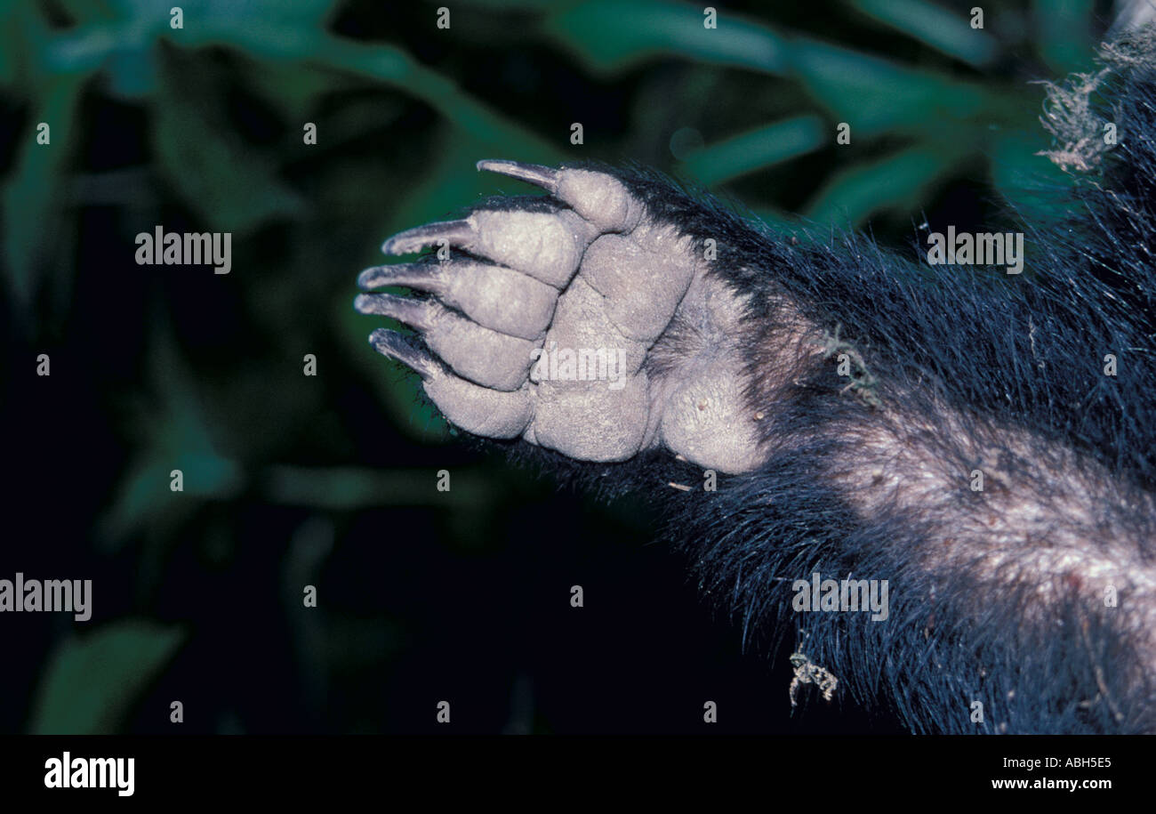 Badger digging uk hi-res stock photography and images - Alamy