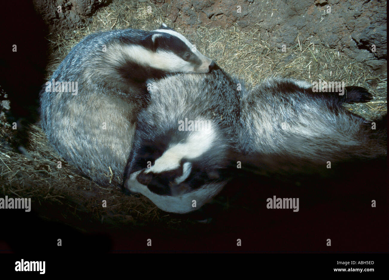 Badger inside the sett pair sleeping Stock Photo - Alamy