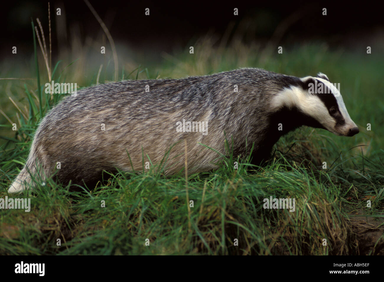 Badger in grass Stock Photo - Alamy