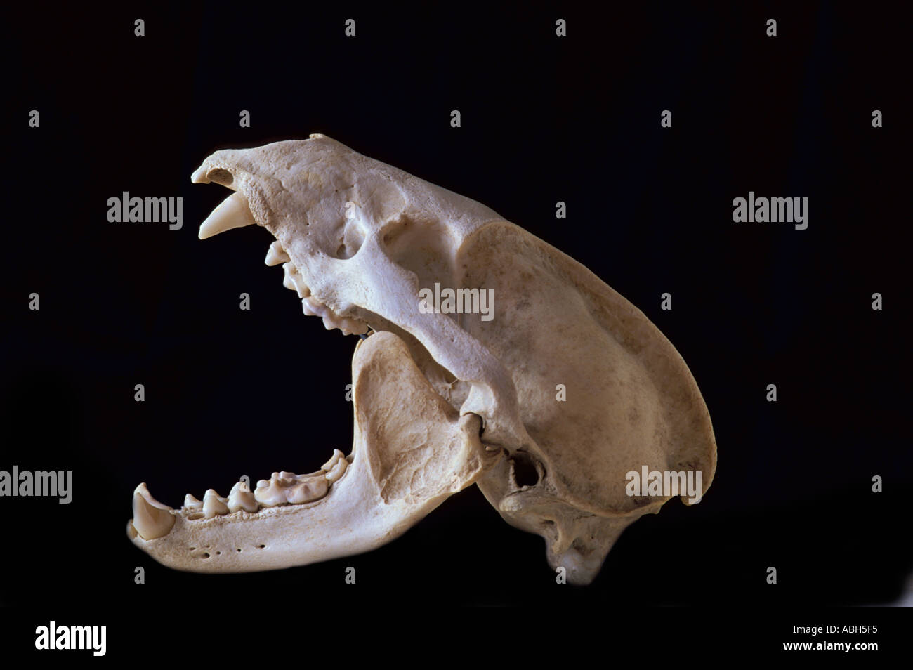 Skull with teeth hi-res stock photography and images - Alamy