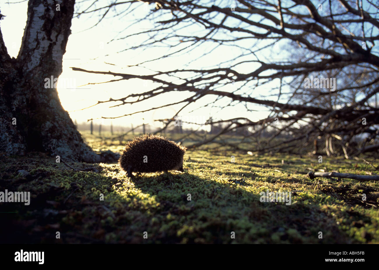 Hedgehog walking across woodland horizon Stock Photo - Alamy