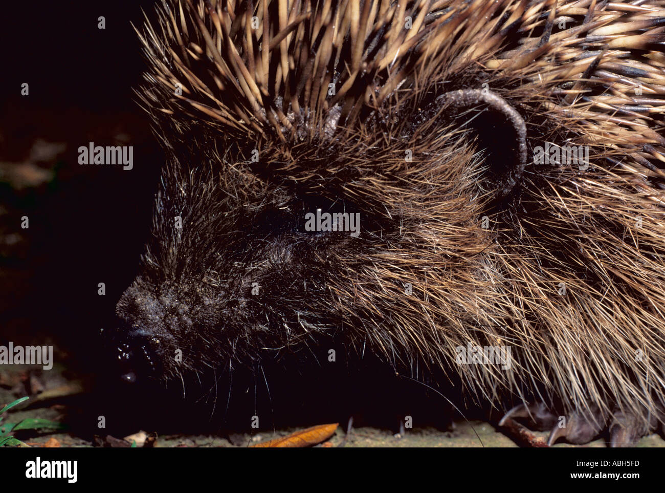 Hedgehog close up showing face Stock Photo - Alamy