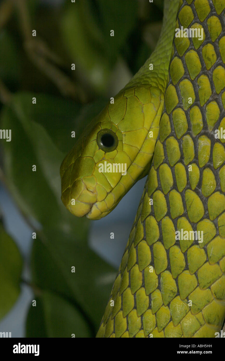 Green Mamba portrait Stock Photo - Alamy