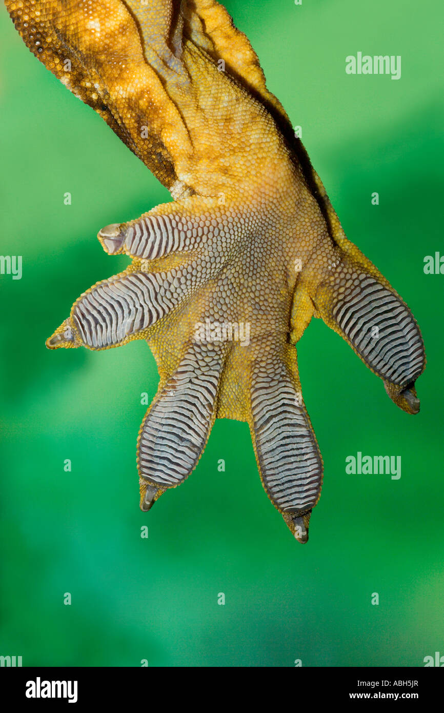 Palm view of giant New Caledonian Gecko hand Stock Photo - Alamy