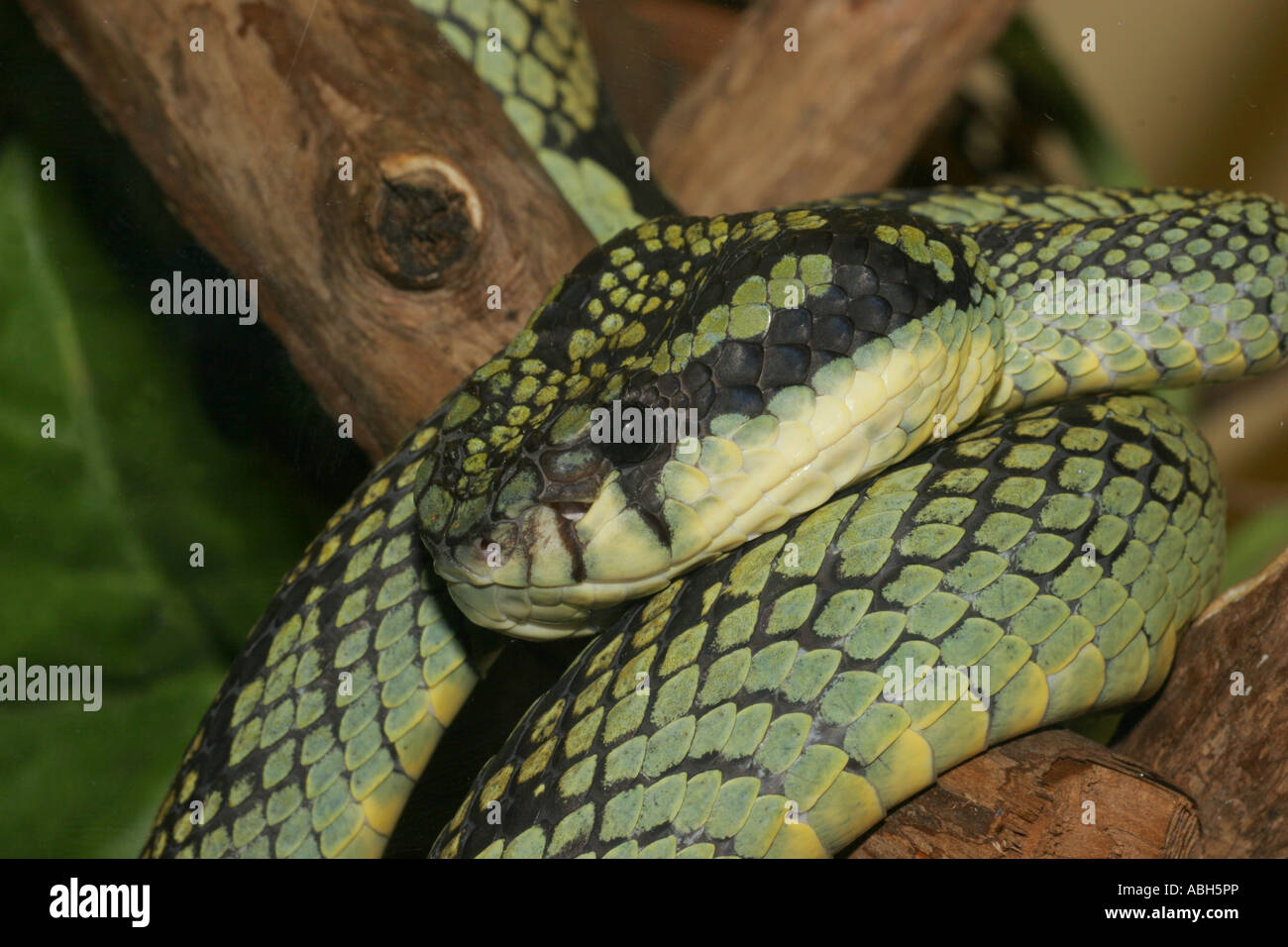 Sri lankan pit viper trimeresurus hi-res stock photography and images ...