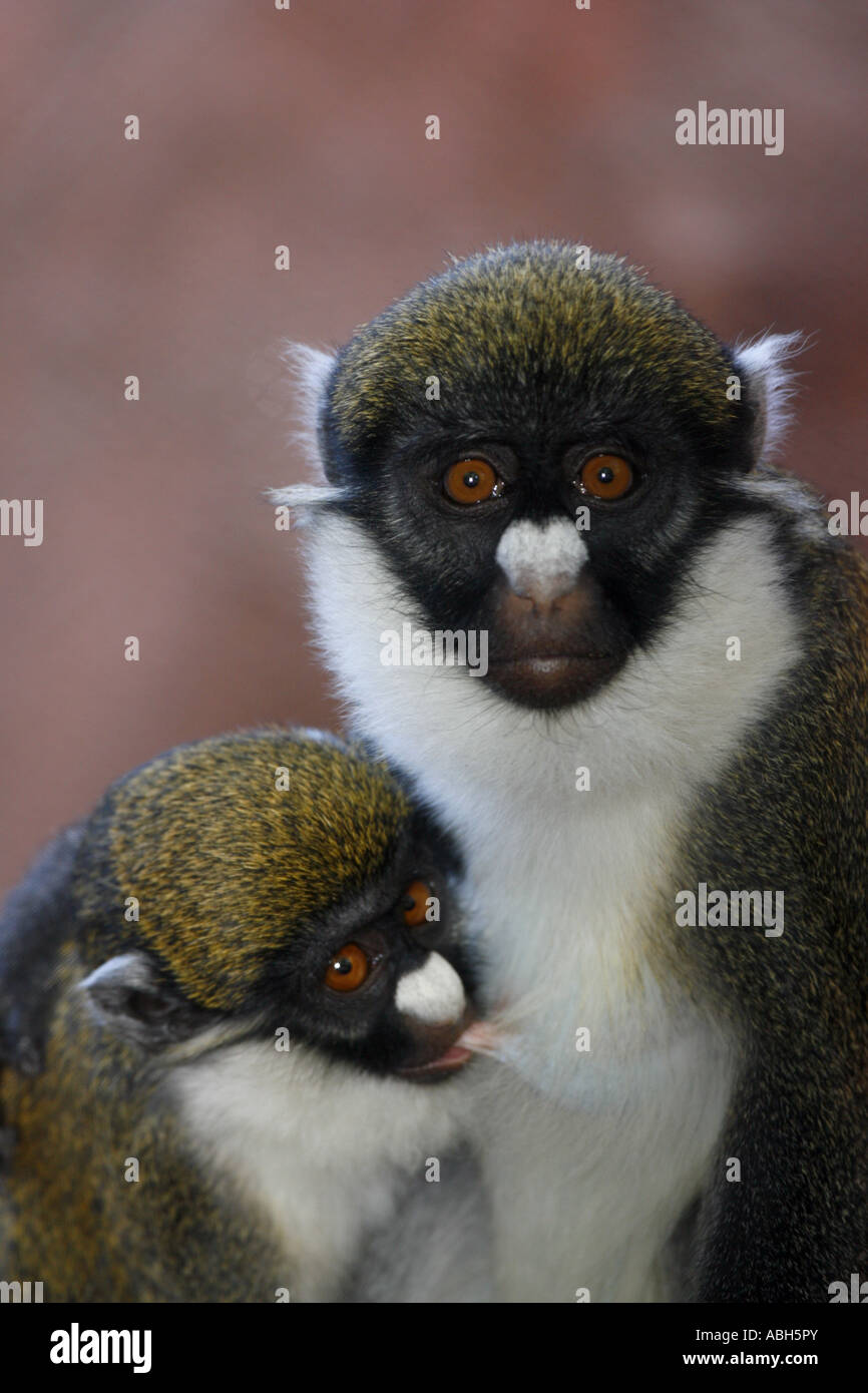 Lesser Spot-nosed Guenon nursing on Mom Stock Photo - Alamy