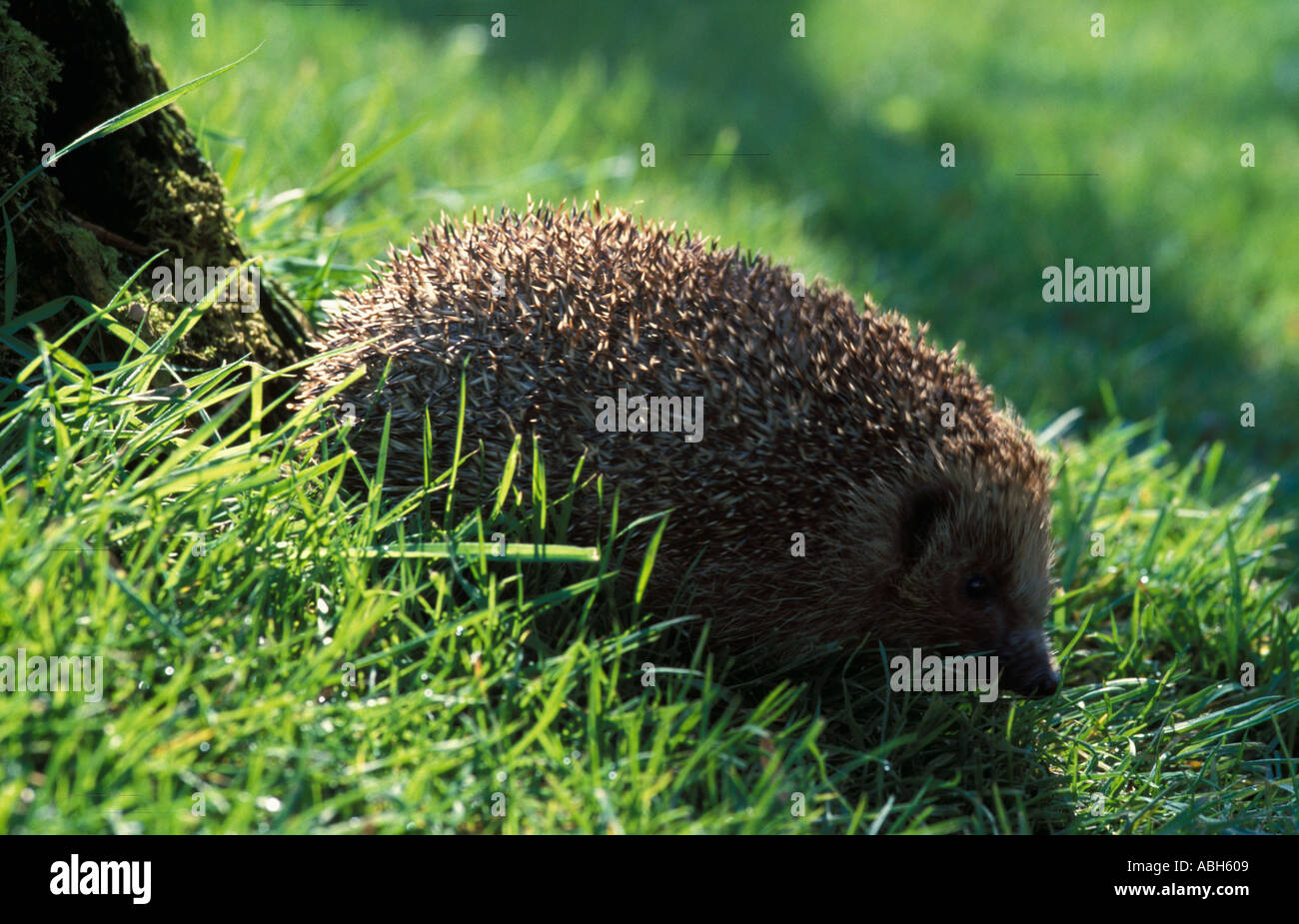 Hedgehog tree uk hi-res stock photography and images - Alamy