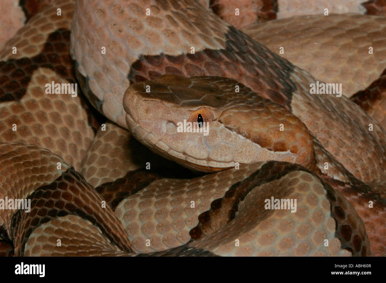 Southern copperhead snake hi-res stock photography and images - Alamy